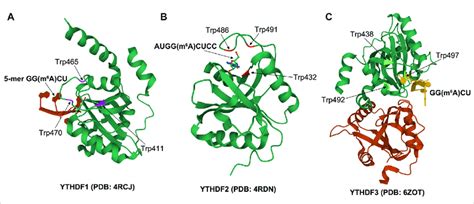 Schematic Of Crystal Structure A Structure Of Ythdf1 Yth Domain In Download Scientific
