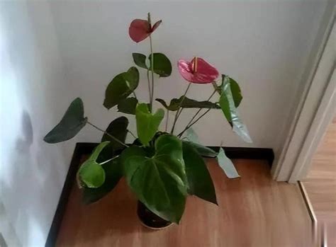 红掌养不旺，用上这3个“小套路”，开花红艳艳，整年都有花赏！