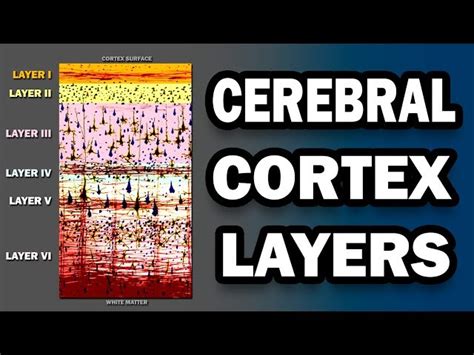Visual Cortex Layers Perception Lecture Notes Lgn And V1