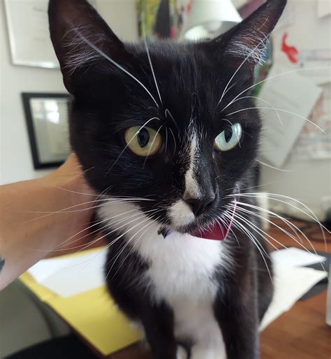 Bros Tabby Cat Sis Hot Sex Story Passawii