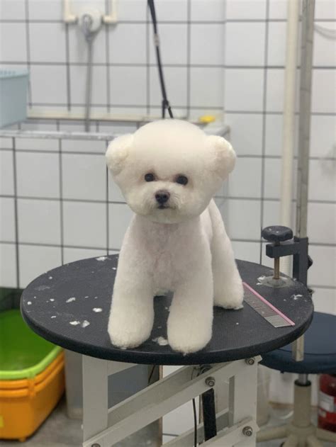 比熊犬造型美容比熊犬美容造型第11页大山谷图库