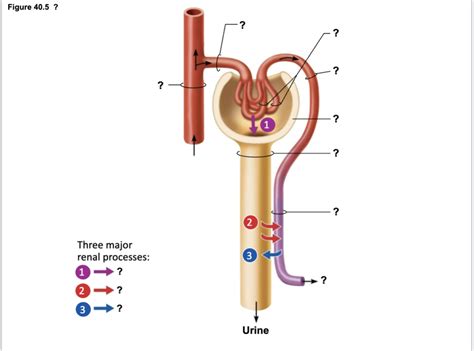 Unlabeled 9 Diagram Quizlet