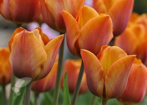 Tulipa Cairo April May 45cm Tulip Bulbs Euphorbia Plant Tulips