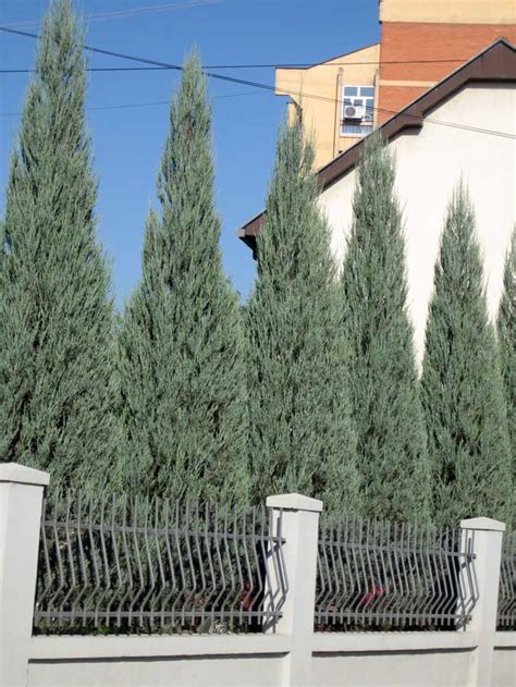 Juniperus Scopulorum Skyrocket Rasadnik Manojlović