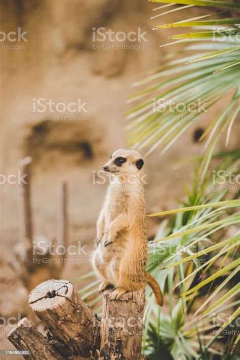 뒷다리에 미어캣 경고 표정으로 뒷다리에 서 있는 미어캣의 초상화 야자수 근처의 나무 대마에 뒷다리에 앉아 있는 재미있는 미어캣의 초상화 갈색에 대한 스톡 사진 및 기타