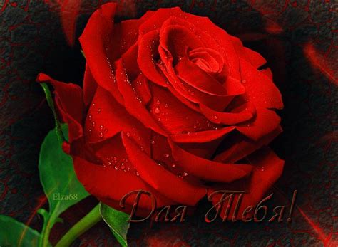 Гифка Роза для тебя Мир картинок анимаций Цветы Цветы на рождение Розы