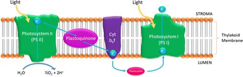Thylakoid Membrane Photosynthesis