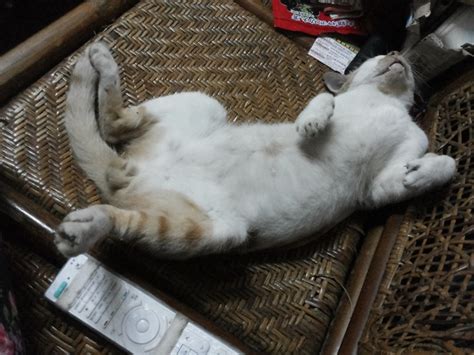 舒服 致 人類最好的朋友 為「牠」拍出真摯情感 Digiphoto