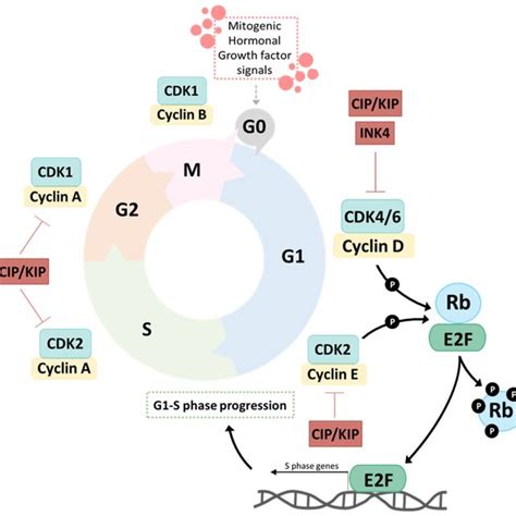 Schematic Representation Of The Eukaryotic Cell Cycle Different
