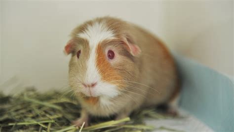 Vets In Gwynedd Caernarfon Vets Cibyn Vet Clinic