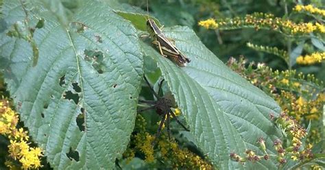 What A Cool Grasshopp Nope Imgur