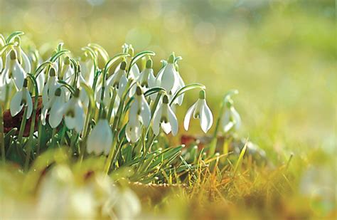 Света Анна и цветята Български Фермер