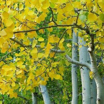 Siouxland Cottonwood Poplar Trees For Sale Mckay Nursery