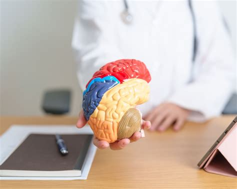 The Hippocampus And Its Role In Memory And Cognition