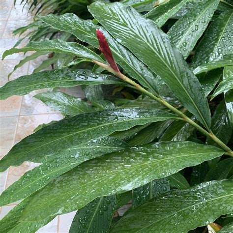 Green Space Dataset Kaggle