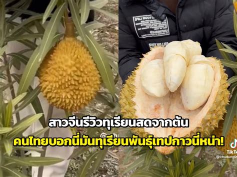 Photo Gallery สาวจีนรีวิวทุเรียนสดจากต้น คนไทยบอกนี่มันทุเรียนพันธุ์เทป
