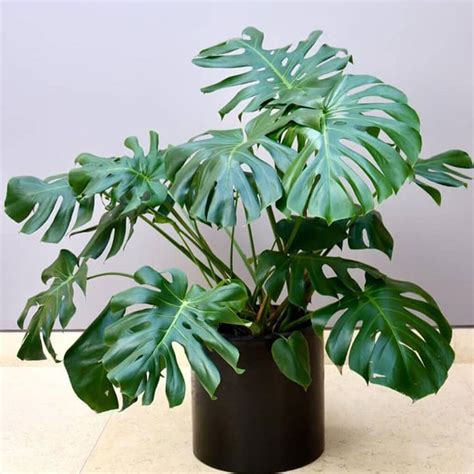 Monstera Deliciosa Vivero El Encanto