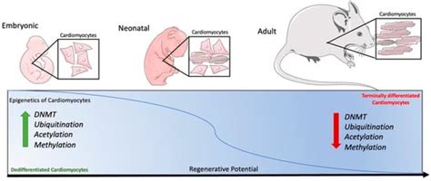 Ijms Free Full Text Targeting Epigenetic Regulation Of