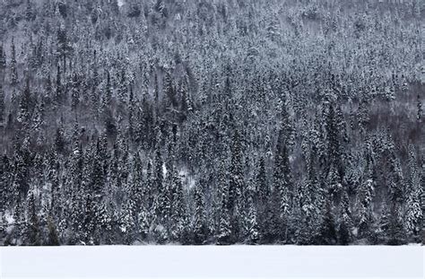 Premium Photo Tree Texturexa