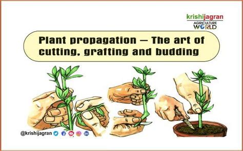 Budding In Plants