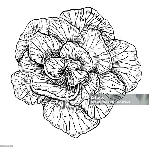 장미 꽃입니다 손으로 그린 꽃 벡터 그림은 윤곽선 스타일로 고립된 배경에 있다 아이콘이나 로고를 위해 검정 잉크로 그린 모란의 그래픽 그림 식물 조각 적 결혼식 초대장 0