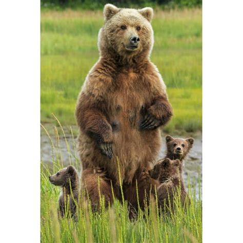 Grizzly Bear And Cubs 16x24 Giclee Gallery Art Print Vivid Textured