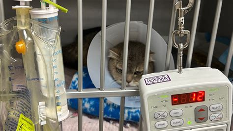 Fundraiser By Wei Zhou My Cat Was Diagnosed With Pleural Effusion