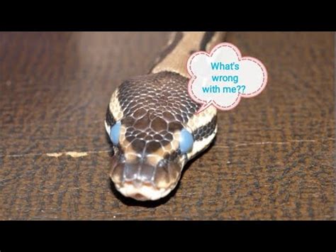 My Ball Pythons Eyes Are Blue Please Help Snake Shedding Advice YouTube