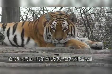 东北虎和非洲雄狮展开大对战，究竟谁更强悍？镜头拍下全过程雄狮展开镜头