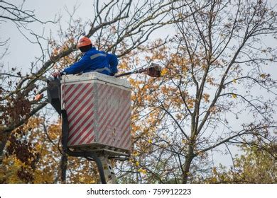 Professional Tree Trimmer Cutting Branches Man Stock Photo 759912223 Shutterstock