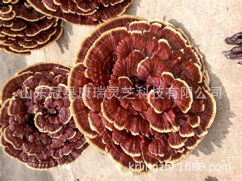 大花灵芝盆景 红灵芝摆件 云朵灵芝 大灵芝摆件 祥云灵芝工艺品 阿里巴巴
