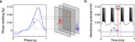 Schematic Of Estimation Procedure A Attractors In A Cpg Phase Download Scientific Diagram