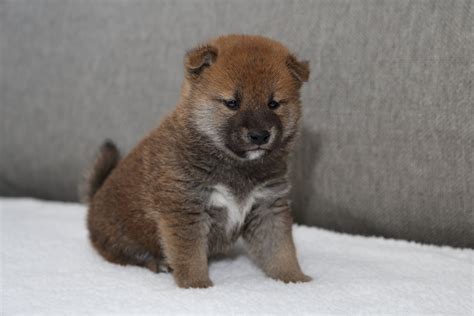 Available — Sakura Blossom Shibas
