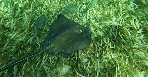 Бесплатные стоковые видео на тему Seagrass акула барьерный риф белиза белизе биологическое