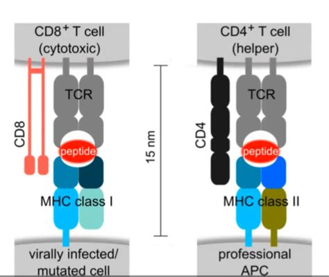 T Cell Receptor Structure And Signalling Flashcards Quizlet