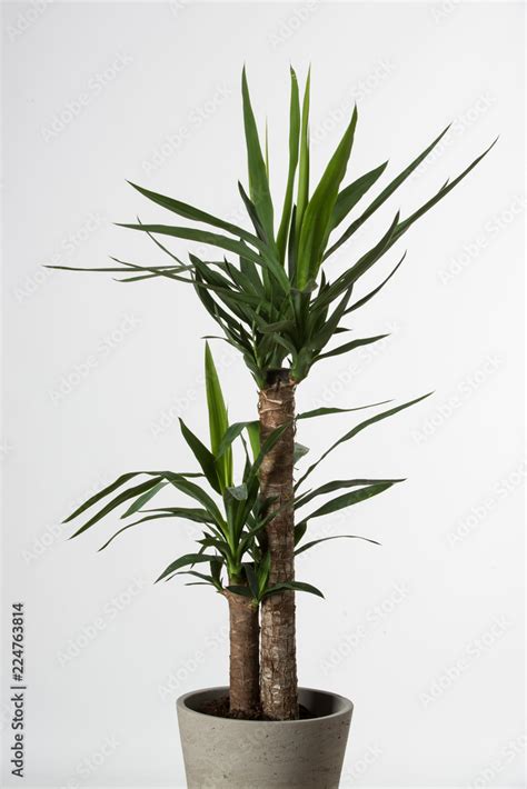 Yucca Tree In Pots Common Yucca Filamentosa Aloifolia Aloe Yucca