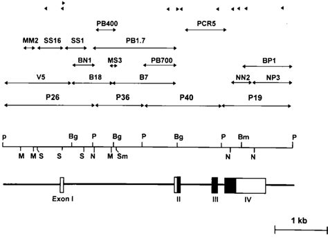 Genomic Organization Restriction Map Cloned Fragments And Sequencing