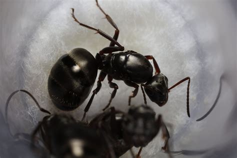 Ants For Sale In Illinois Stateside Ants