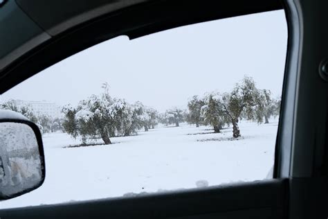 감기 겨울 겨울 나무 겨울 여행 겨울 장면 겨울 풍경 겨울철 드라이브 경치 경치가 좋은 계절 계절별 날씨 고요한 공원 과수원 나무 날씨 눈 눈