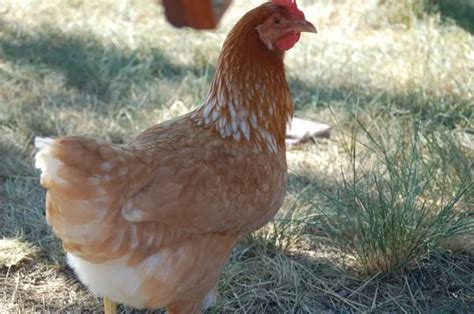 Gold Star Sex Link Chickens