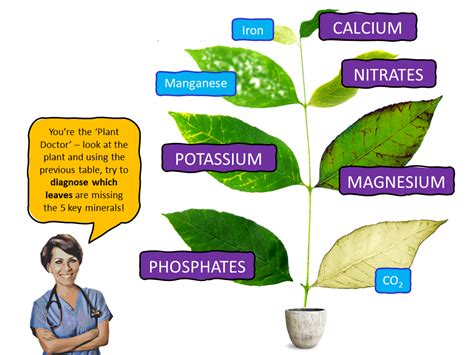 Plant Mineral Requirements Complete Lesson For Section 2e Edexcel