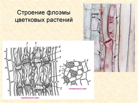 Ткани высших растений презентация онлайн