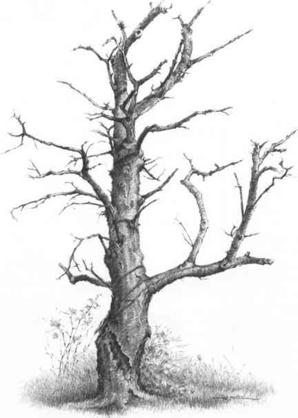 How To Draw Realistic Trees Plants Bushes And Rocks A Collection Of Other Ideas To Try Trees