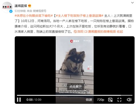 主人楼下吃饭，狗子在楼上“垂涎欲滴”，主人：上次就滴碗里了刚端上拍摄者口水