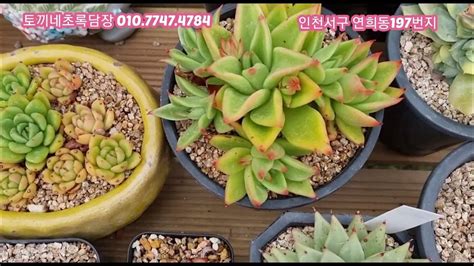아프리카식물 스쿠베이금 크라시카울 트리차데니아 돌기난봉옥인파우스타 살루철화 엘샤철화 턱시판철화 등등 Youtube