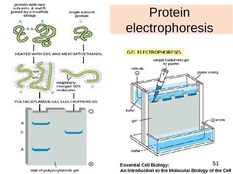 1 Gene Expression Systems In Prokaryotes And Eukaryotes
