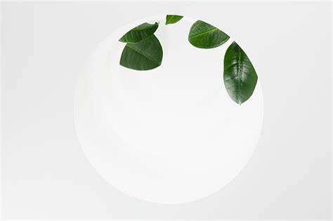 광택 녹색 잎 그림자 햇빛 프리젠 테이션 화장품 디자인 신선한 자연 휴가 에코 스타일의 광고 복사 공간을 위한 무대 모형이있는 흰색 둥근 프레임 0명에 대한 스톡 사진 및