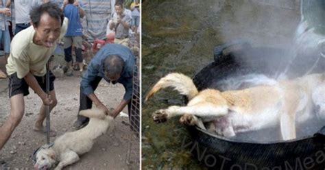 Prohibir El Festival Chino De Comer Perros Matanza Explotación Y Consumo Cambien La Legislación