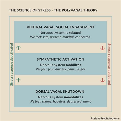 18 Polyvagal Theory And How To Use The Exercises In Therapy