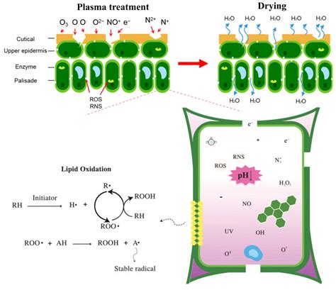 Advances In Atmospheric Cold Plasma Technology For Plant Based Food Safety Functionality And